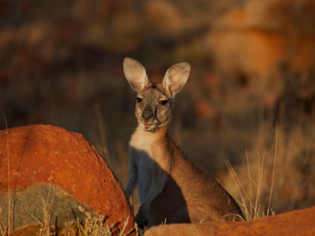 Murujuga National Park - Murujuga Aboriginal Corporation (MAC)